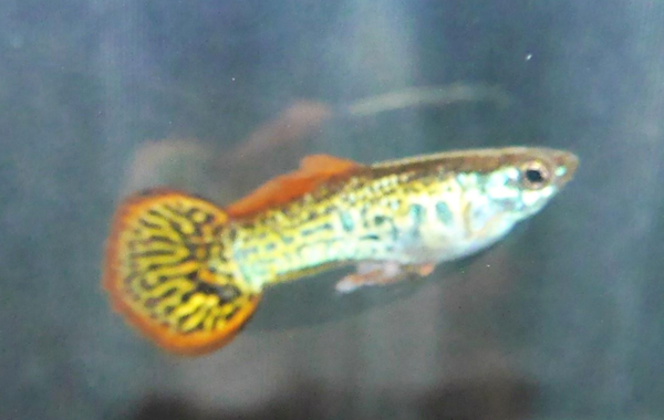 Spadetail wins at Telford Guppy Show – phila link