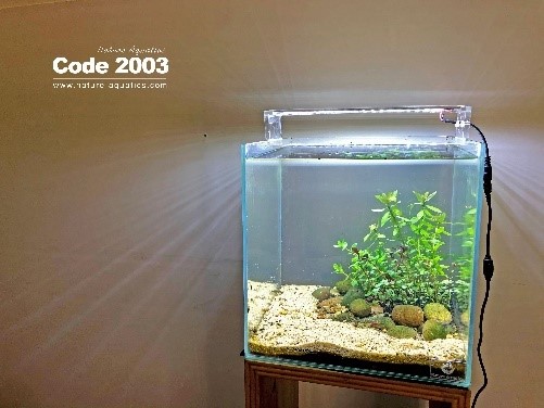 12 inch Cube Tank with Planted Setup & Light – phila link